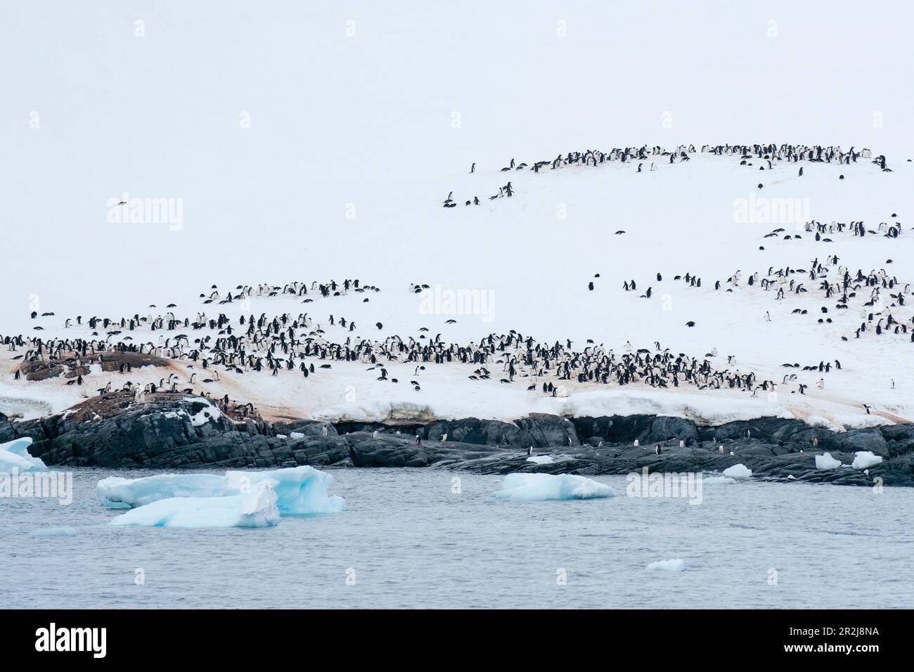 Penguin flock in antarctica hi-res stock photography and images - Alamy