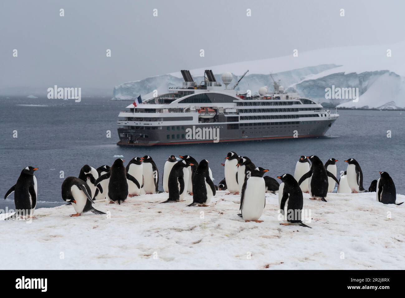 Penguin flock in antarctica hi-res stock photography and images - Alamy