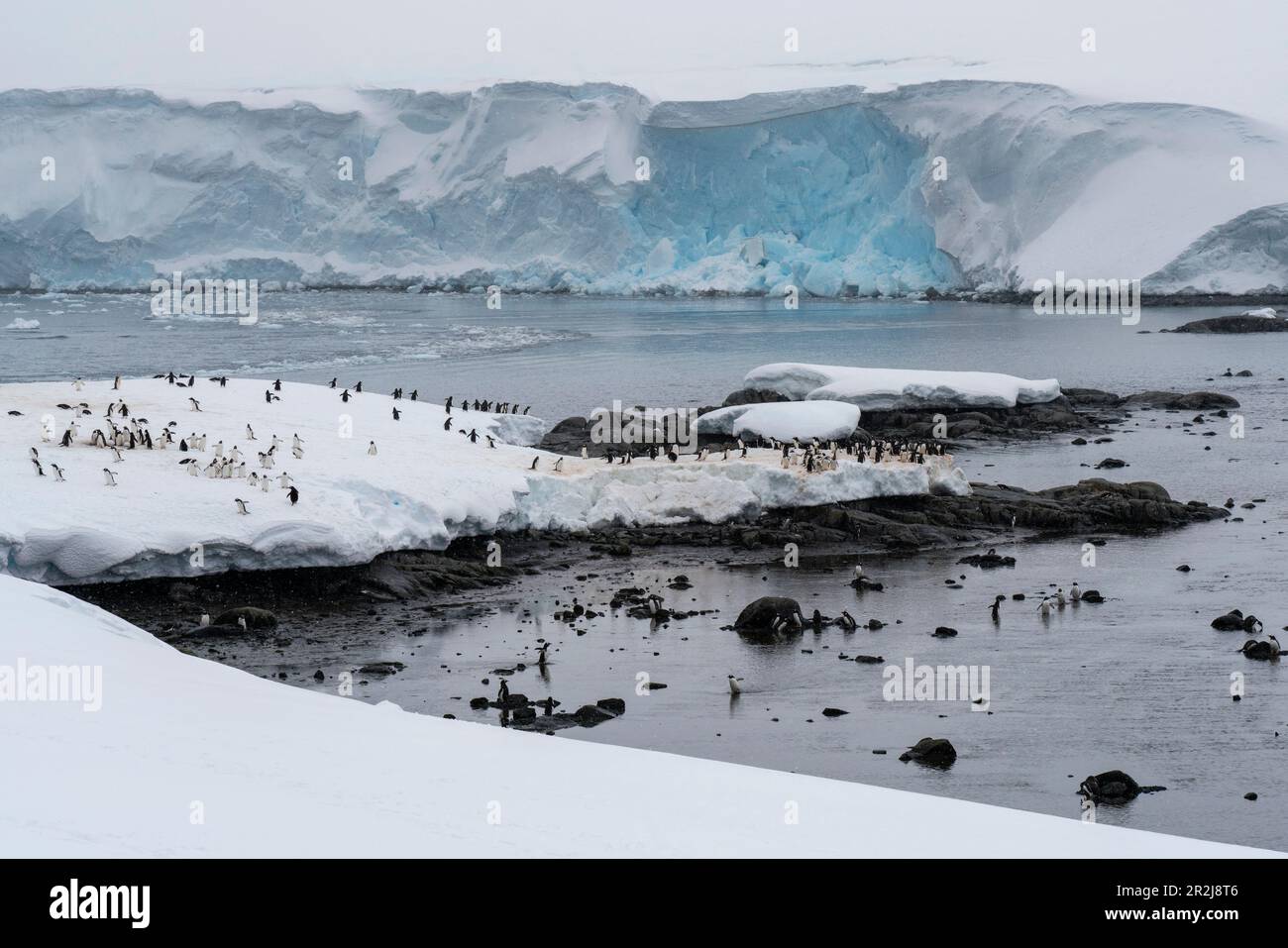 Penguin flock in antarctica hi-res stock photography and images - Alamy