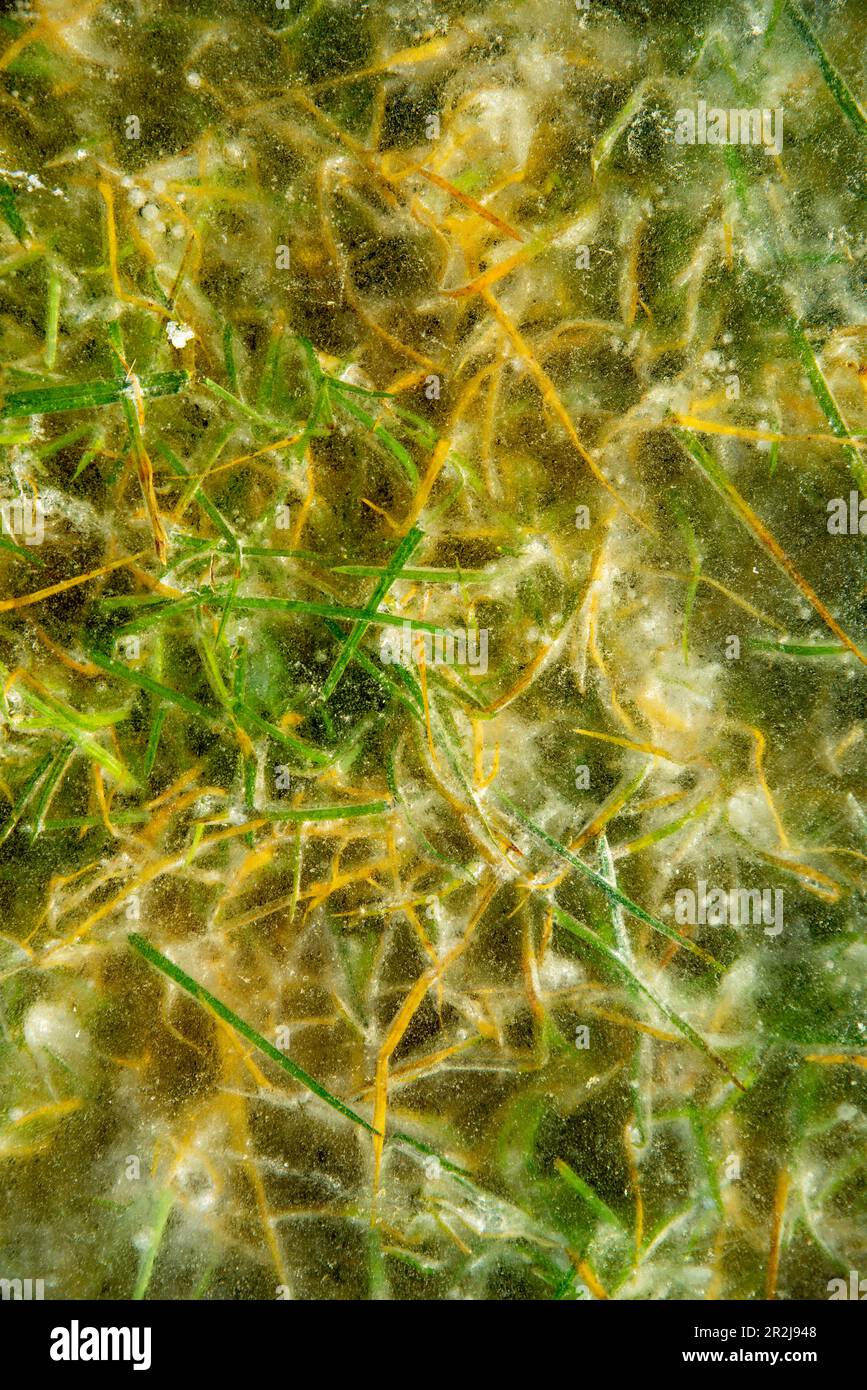 Grass trapped under the ice on a wintery day in rural Flanders Stock ...