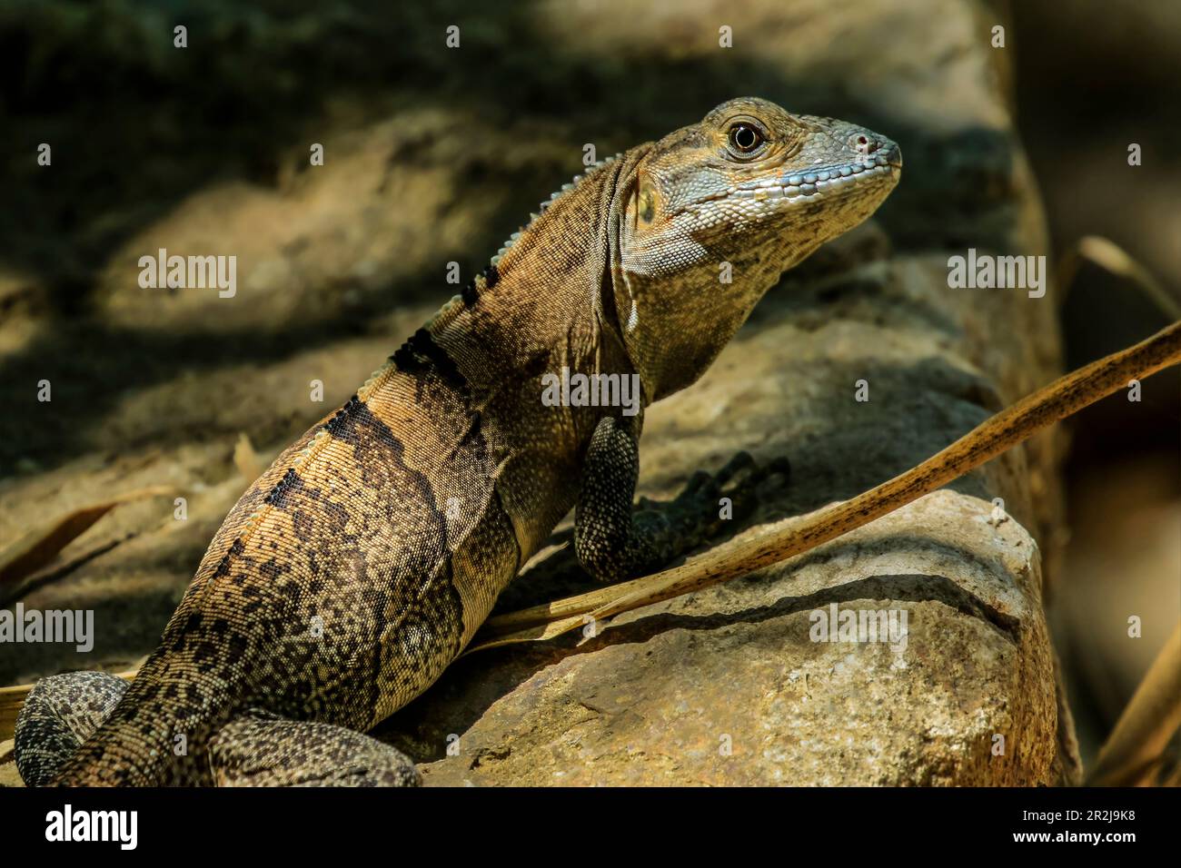 Ctenosaur (Black Spinytail Iguana) (Ctenosaura similis) a common large ...