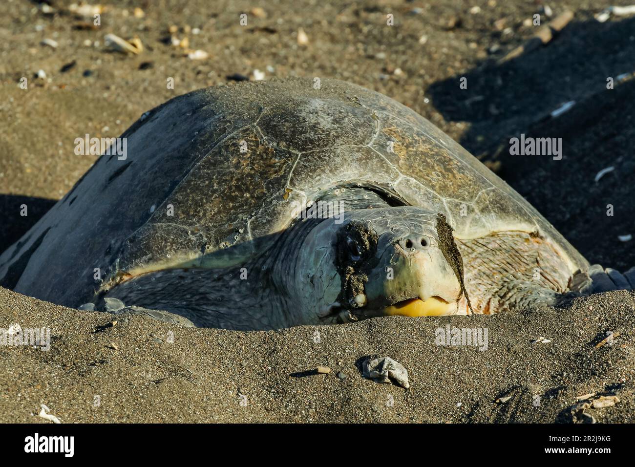 Olive Ridley turtle digs nest in the sun at this crucial beach refuge ...