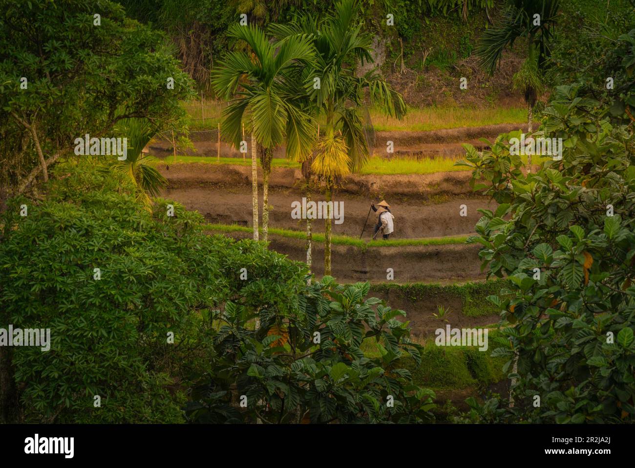 View of rice field workers in Tegallalang Rice Terrace, UNESCO World ...