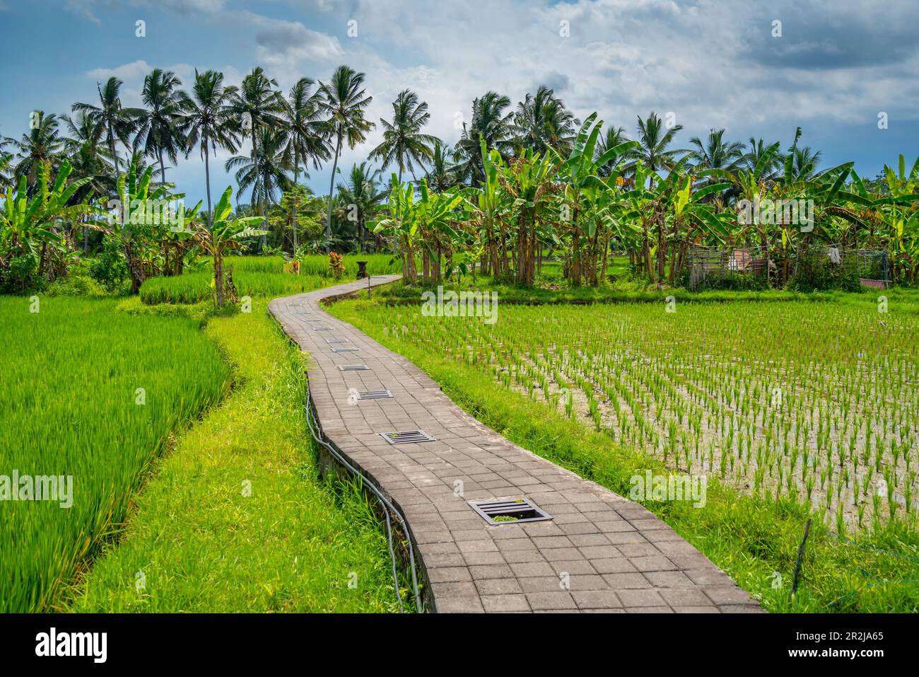 View of rice fields near Ubud, Ubud, Kabupaten Gianyar, Bali, Indonesia ...