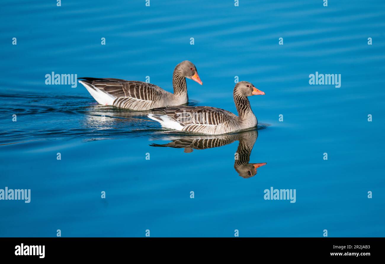 Gray geese (Anser anser) at Ausee, Natura 2000 area, Salzachauen ...