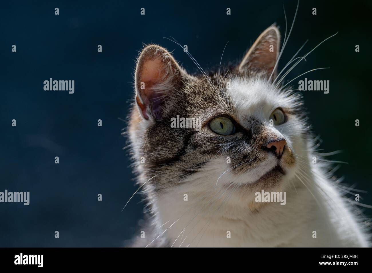 Domestic cat in portrait, Salzburg, Austria Stock Photo - Alamy