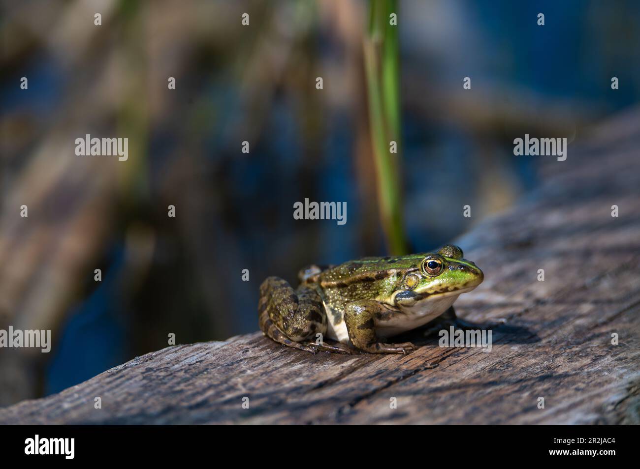Marsh frog (Rana ridibunda species complex) sunbathing at biotope in ...