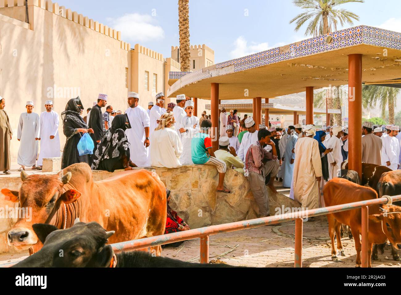 Lots of people trading at the livestock market in busy Niwza, Oman ...