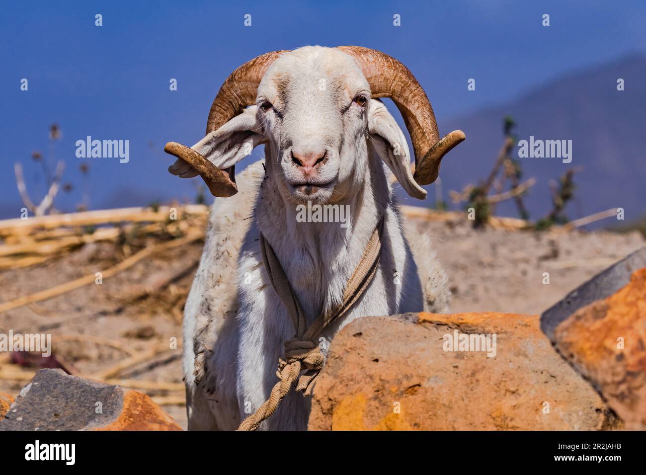 A large white billy goat with curved horns in Cape Verde Islands ...