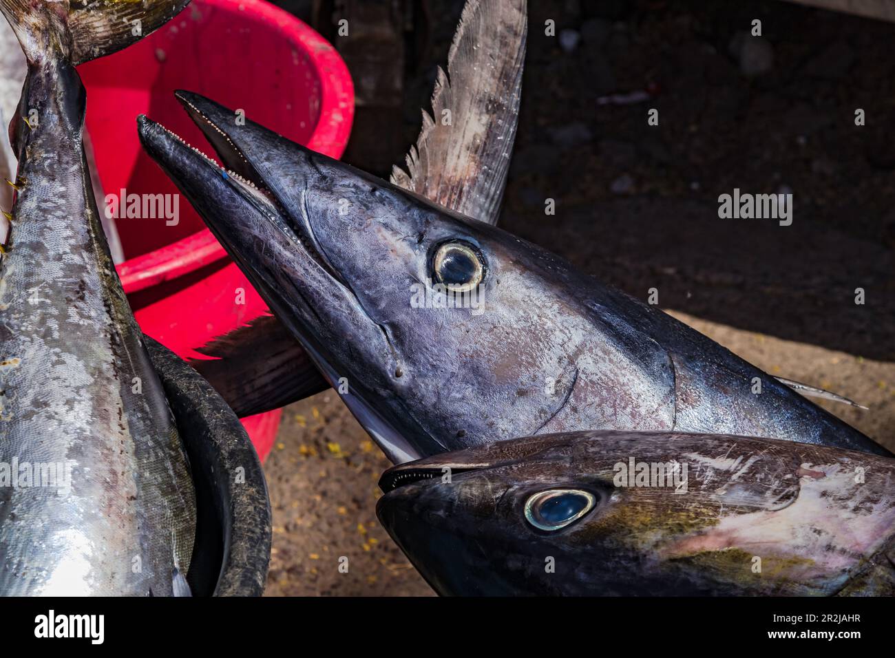 Blue tuna hi-res stock photography and images - Alamy