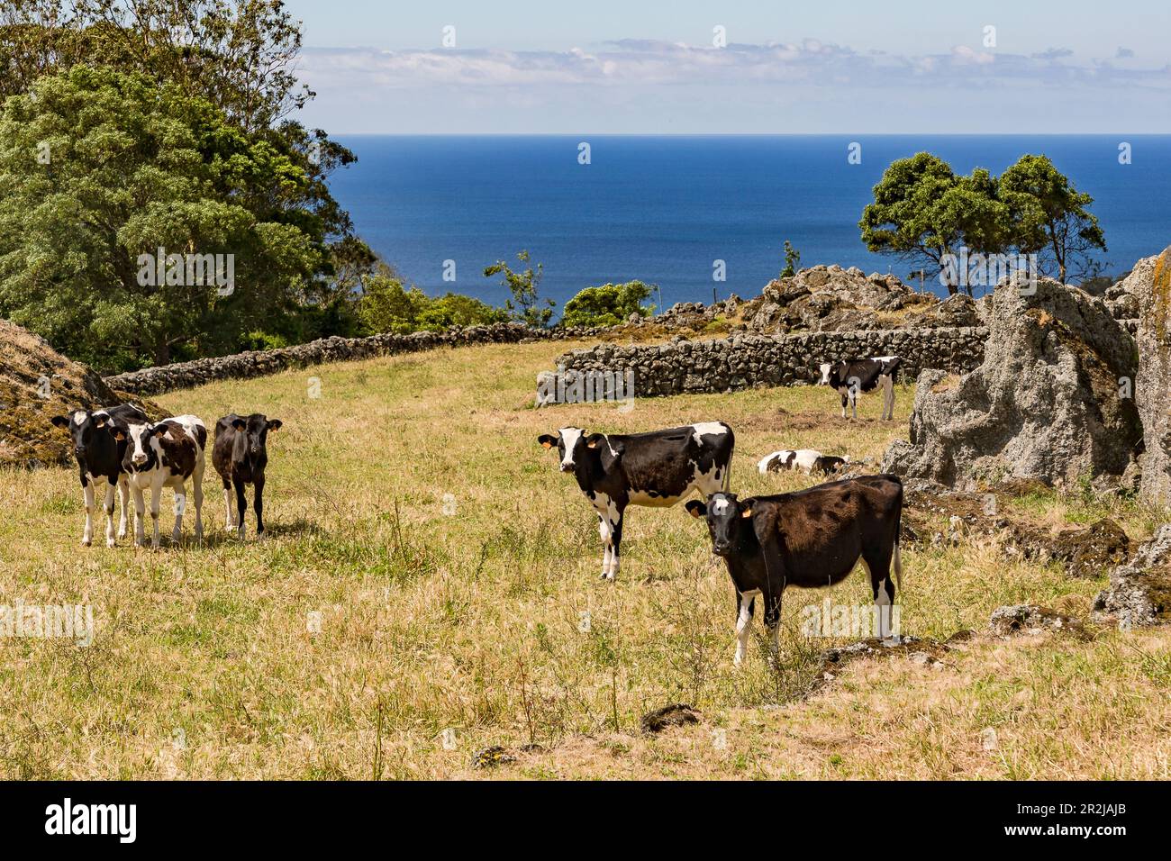 Grazing cows in the foreground and the Atlantic Ocean off the island of ...