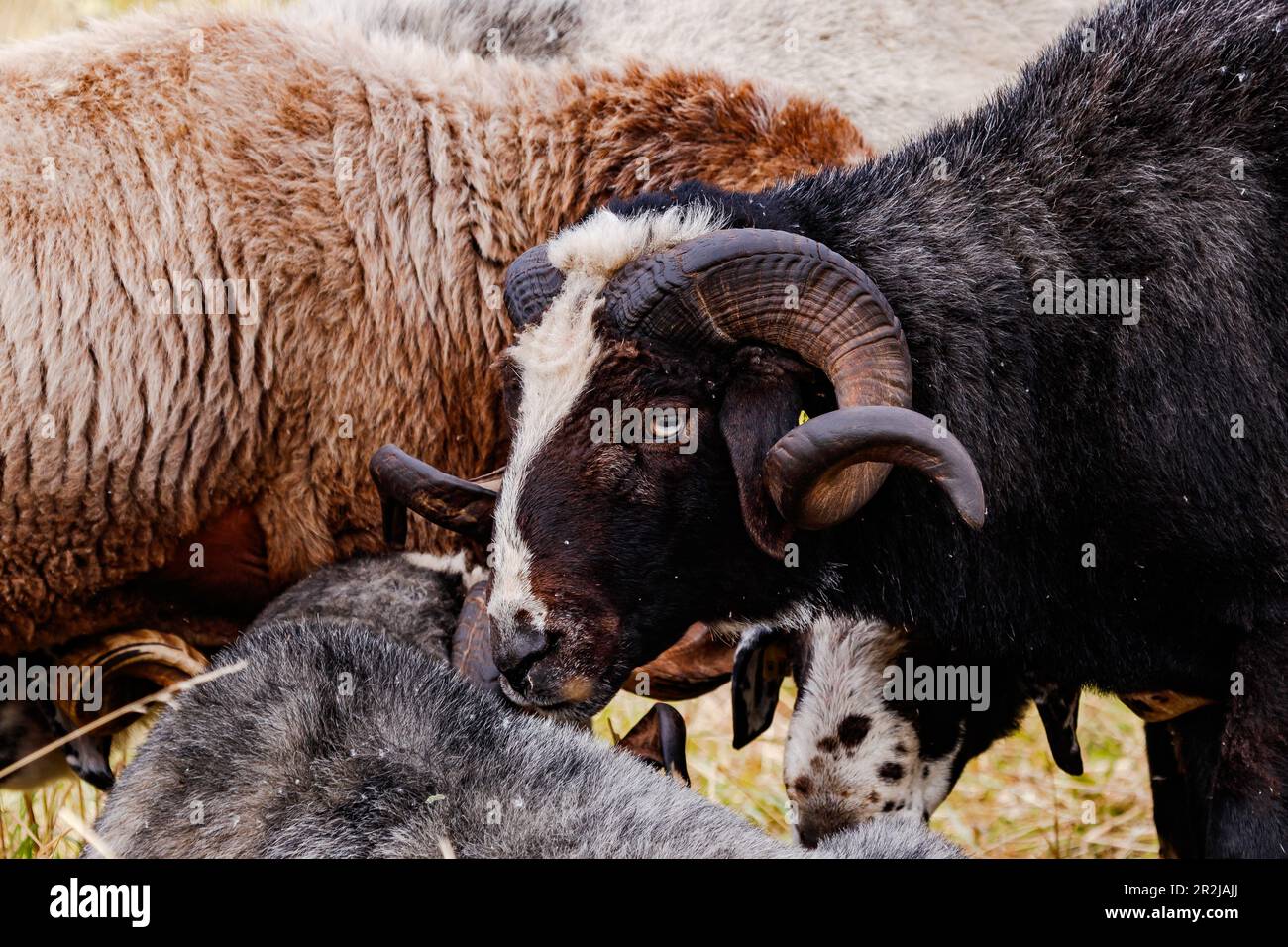A striking ram captivates with its gaze and powerful horns, Germany ...