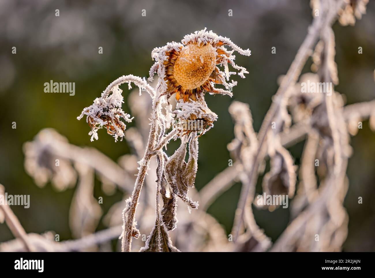 Extended Depth Of Field Photography 