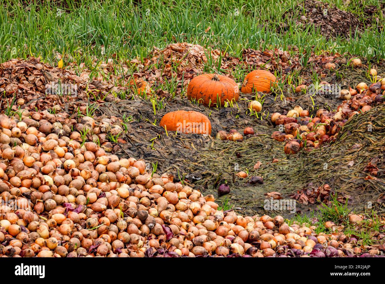 Focus stacking image of onions dumped in large numbers in a field and ...