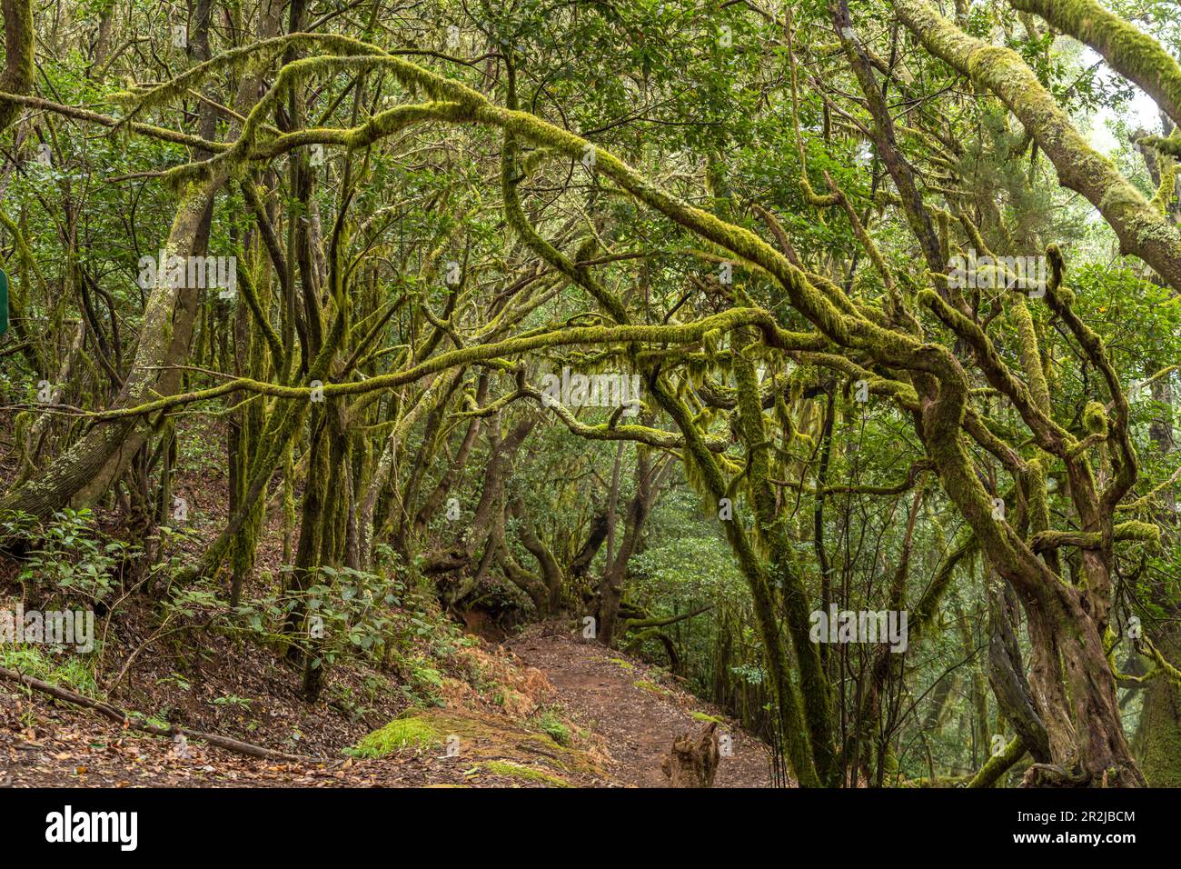 World heritage laurel forest hi-res stock photography and images - Alamy