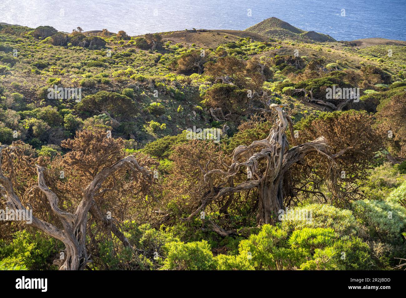 Wind sculpted juniper trees Sabina at El Sabinar, El Hierro, Canary ...