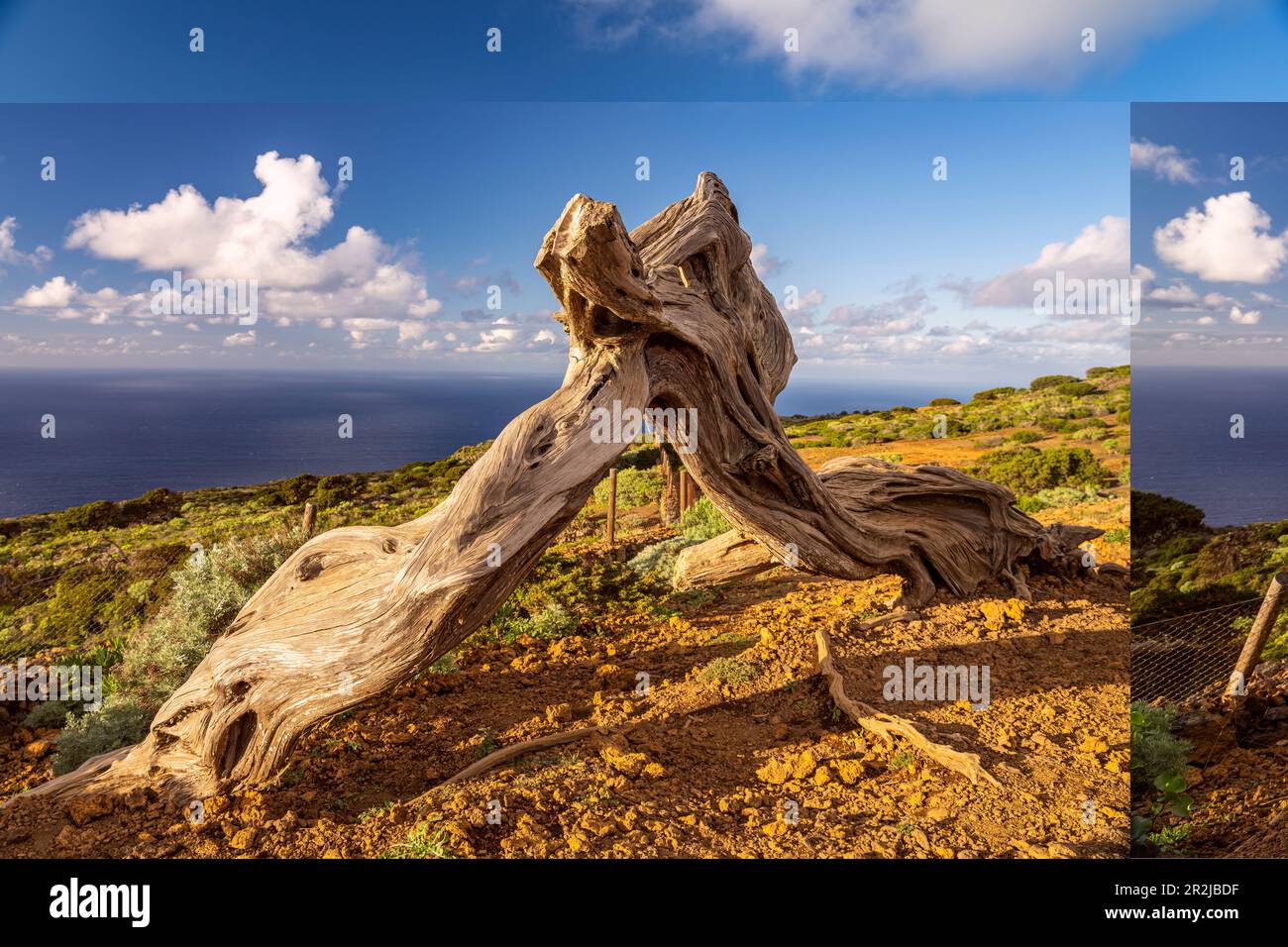 Wind sculpted juniper tree Sabina at El Sabinar, El Hierro, Canary ...