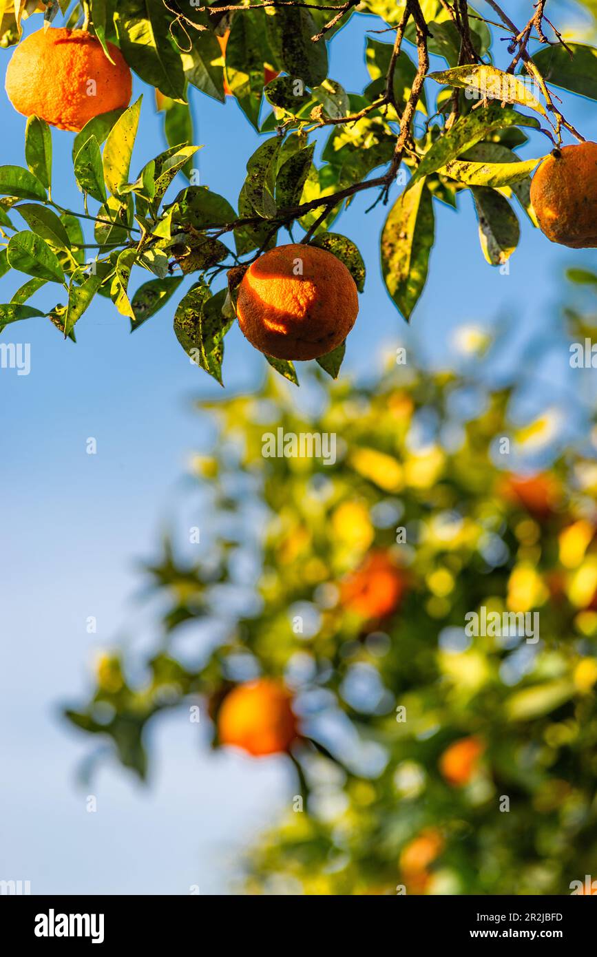 Orange trees on Palatine Hill in Rome, Italy Stock Photo - Alamy