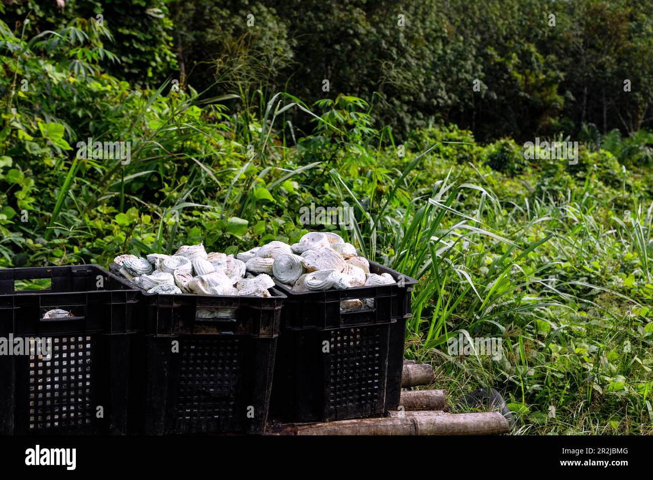 Rubber harvesting at Axim on the Gold Coast in the Western Region of ...