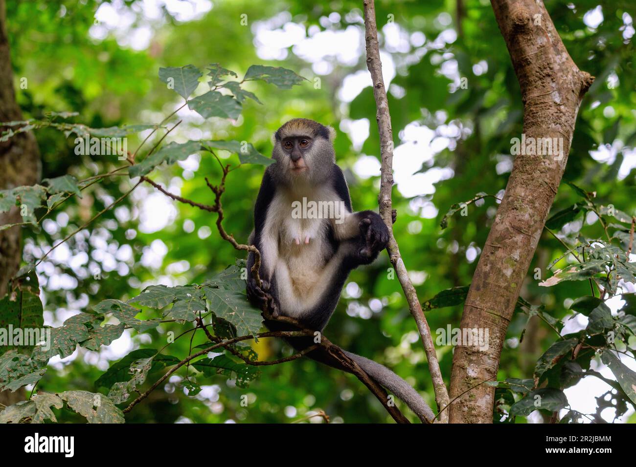 Monamer cat at the Boabeng-Fiema-Monkey Sanctuary in the Bono East ...