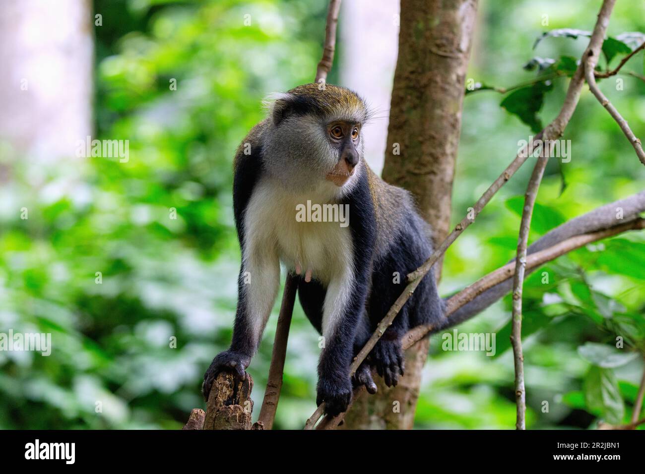 Monamer cat at the Boabeng-Fiema-Monkey Sanctuary in the Bono East ...