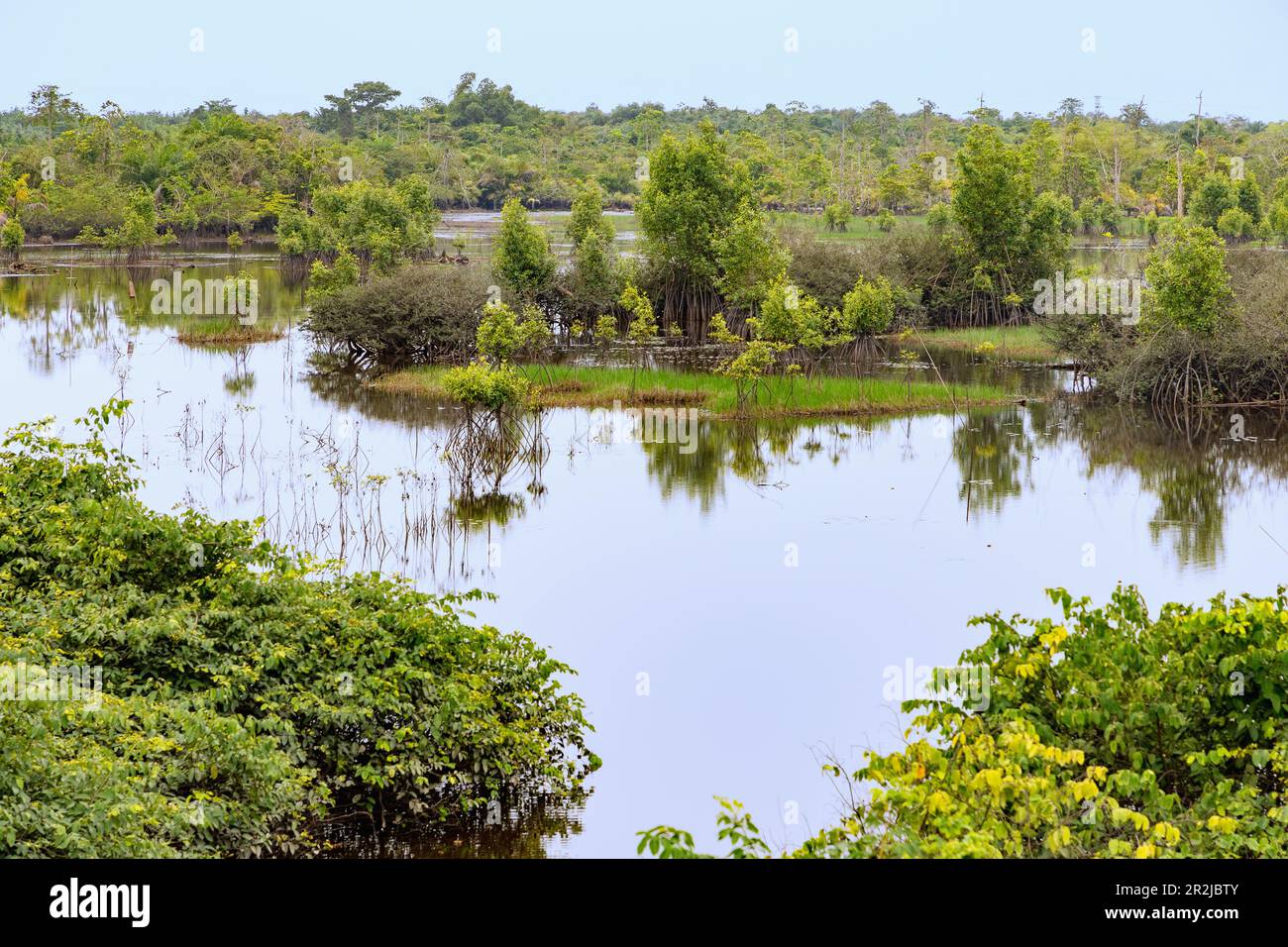 Mangrove landscape in the Ebi River Shelterbelt Forest Reserve in the ...