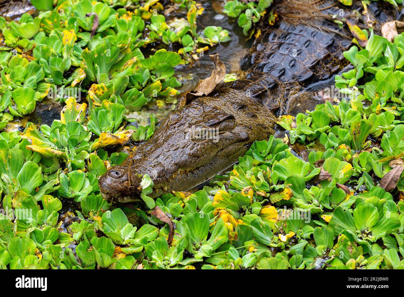 Crocodile at Hans Cottage Botel at Cape Coast in the Central Region of ...