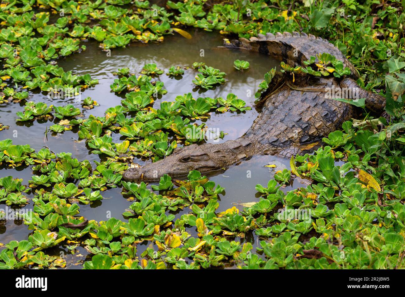 Crocodile at Hans Cottage Botel at Cape Coast in the Central Region of ...