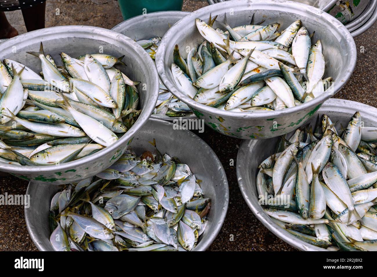 Selling fish at the fish market in Elmina in the Central region of ...