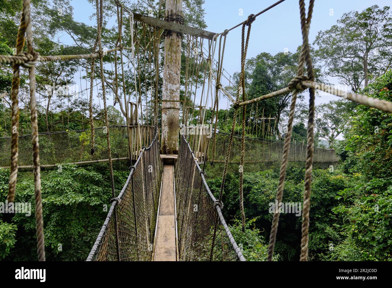 Treetop Walkway in Kakum National Park in the Central Region of ...