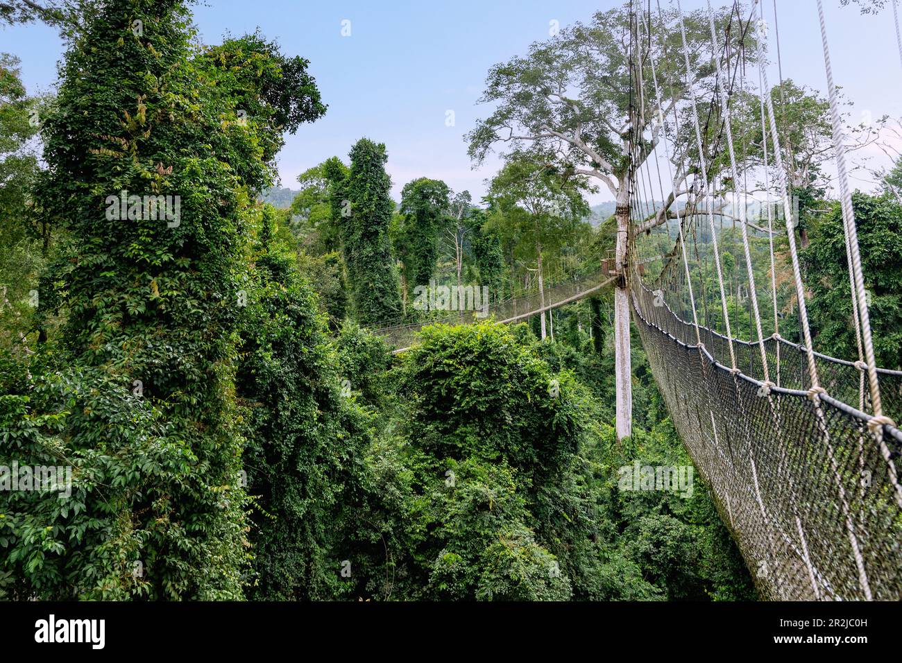 Treetop Walkway in Kakum National Park in the Central Region of ...
