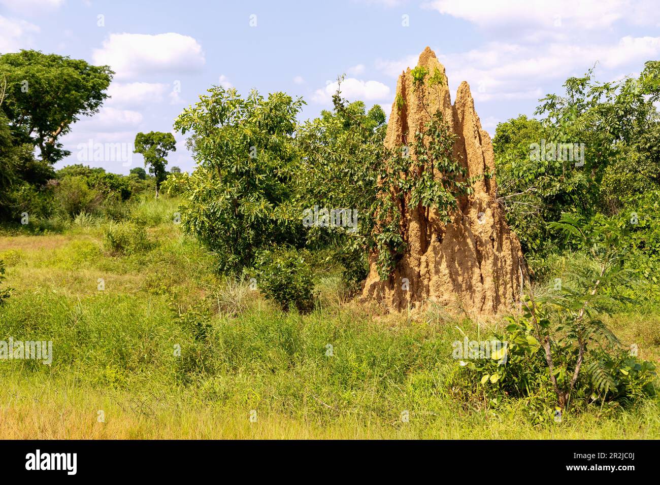 Termite mounds in the savannah landscape at Kadelso on the Kintampo ...