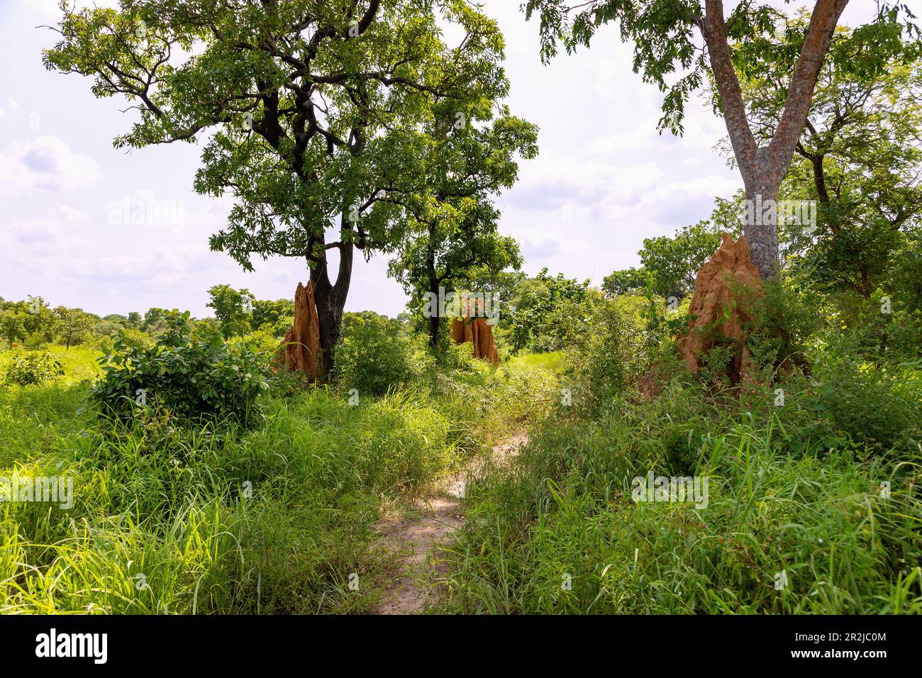 Termite mounds in the savannah landscape at Kadelso on the Kintampo ...