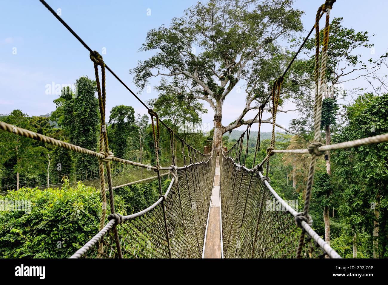 Treetop Walkway in Kakum National Park in the Central Region of ...