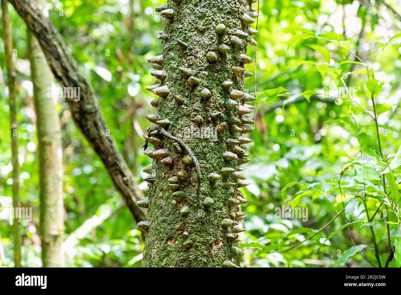 Trunk of a young kapok tree with cone-shaped spines in Kakum National ...