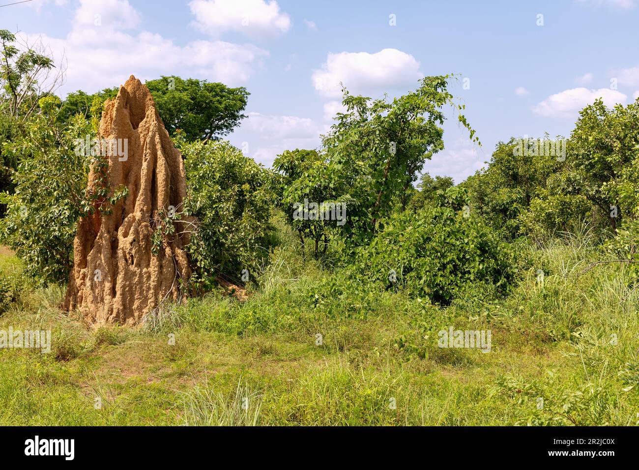 Termite mounds in the savannah landscape at Kadelso on the Kintampo ...