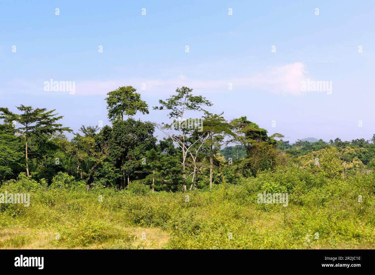 Savannah at Mikpowa between Kumasi and Techiman in the Ashanti Region ...