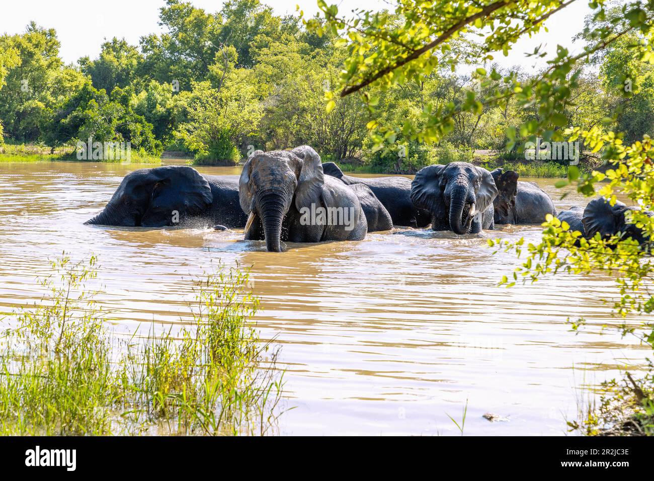 Elephants leaving the watering hole after a bath in Mole National Park ...