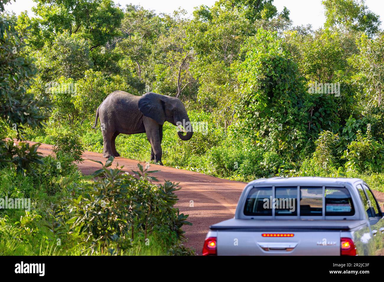 Elephant feeding on a track in Mole National Park in the Savannah ...