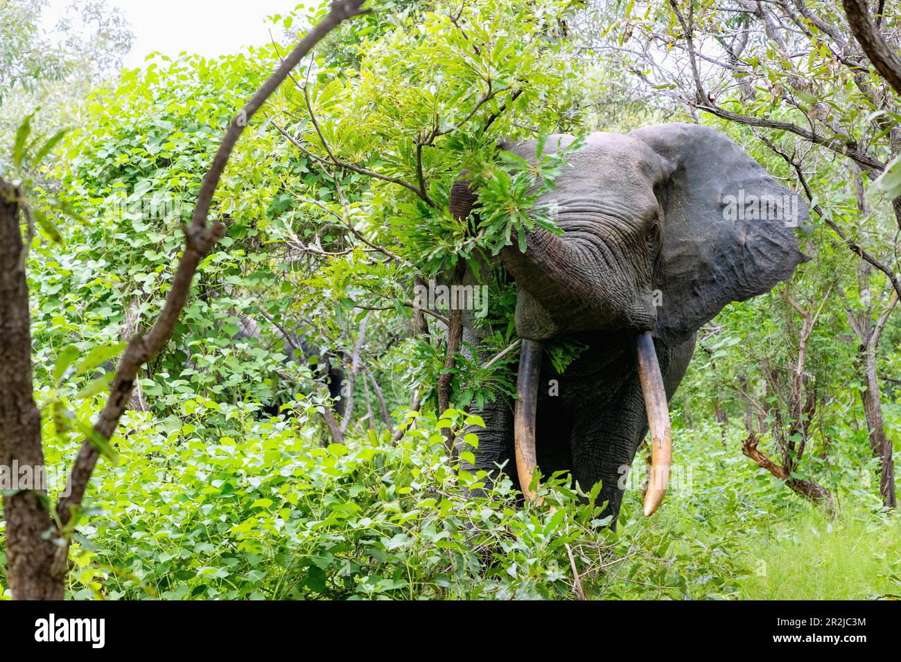 Elephants feeding in the bush in Mole National Park in the Savannah ...