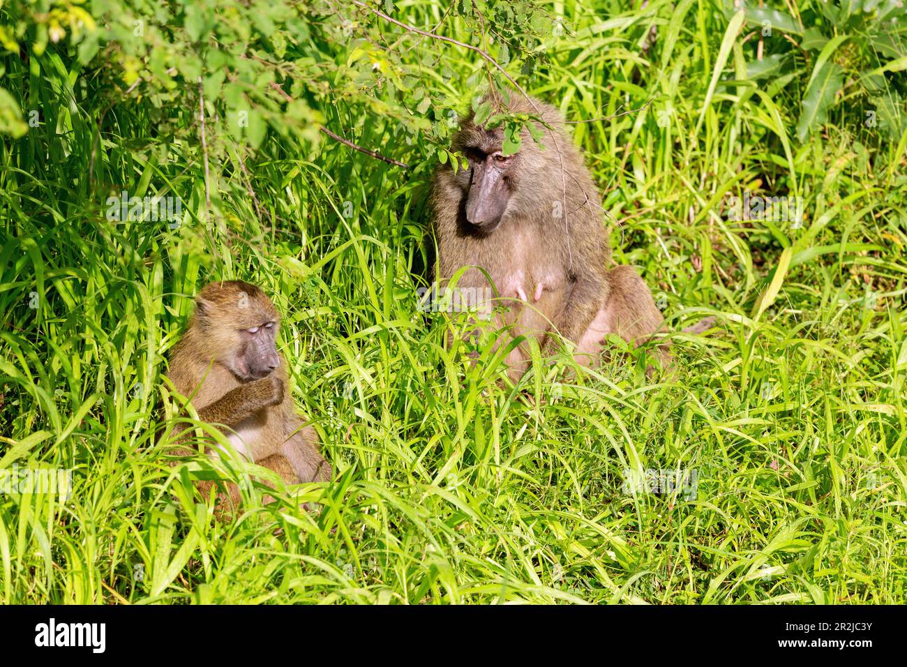 Female baboon with cub in the bush in Mole National Park in the ...