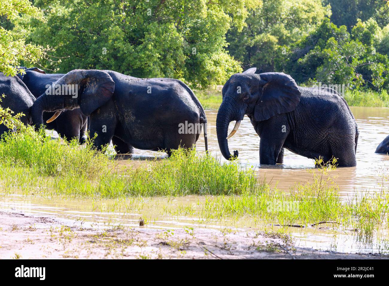 Elephants leaving the watering hole after a bath in Mole National Park in the Savannah Region of ...