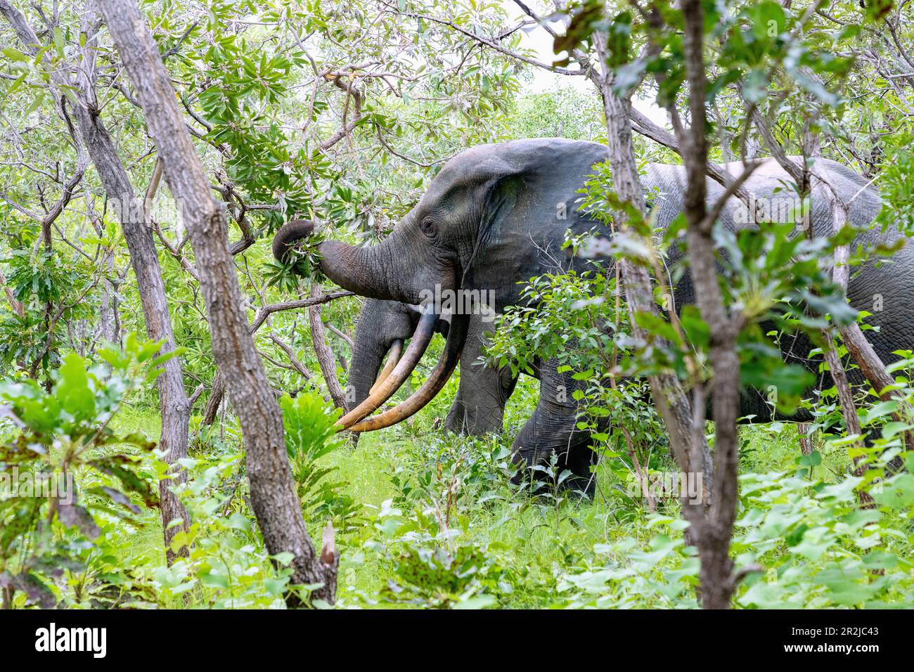 Elephants feeding in the bush in Mole National Park in the Savannah ...