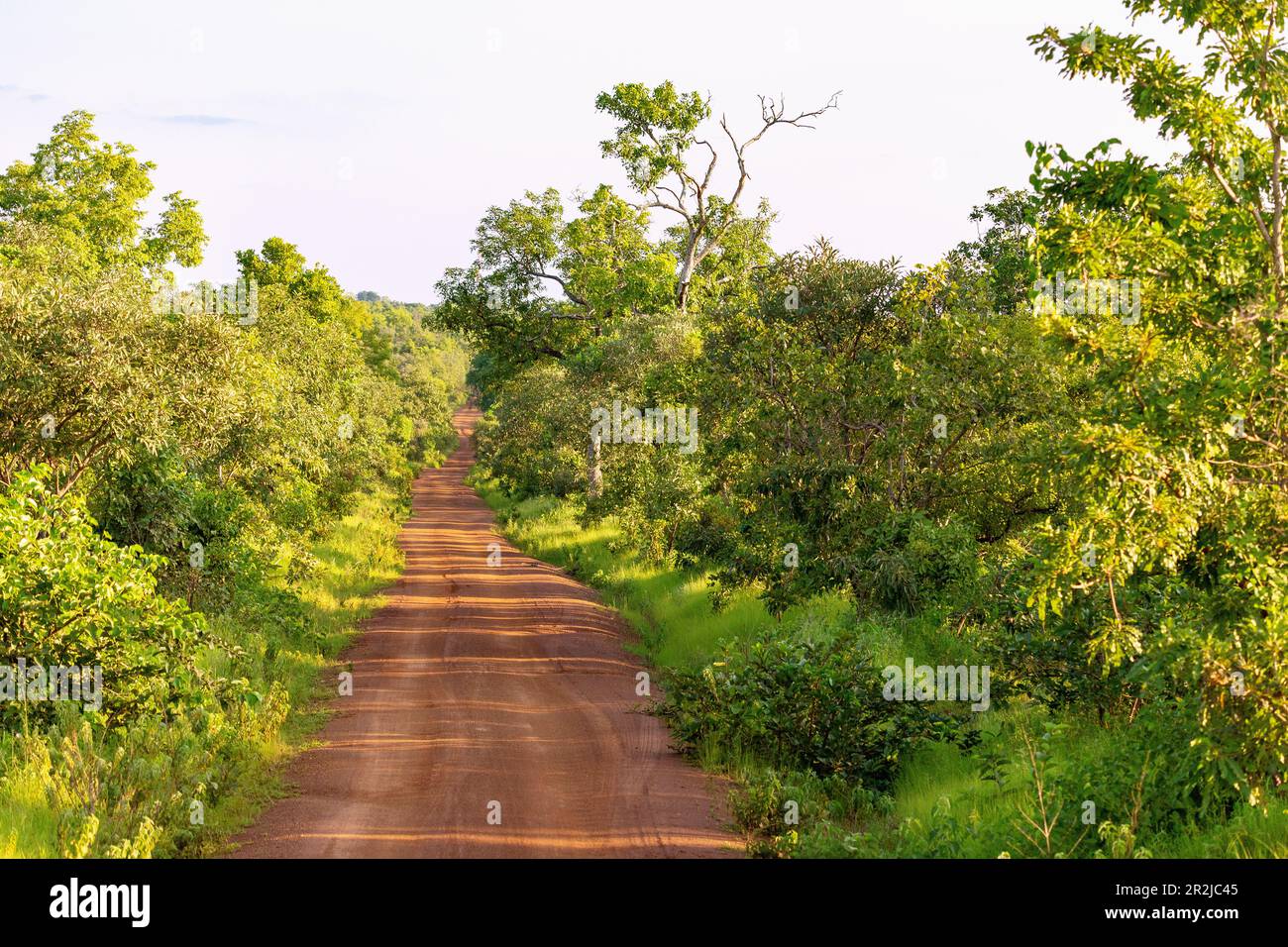 Road through the savannah in Mole National Park in the Savannah Region ...
