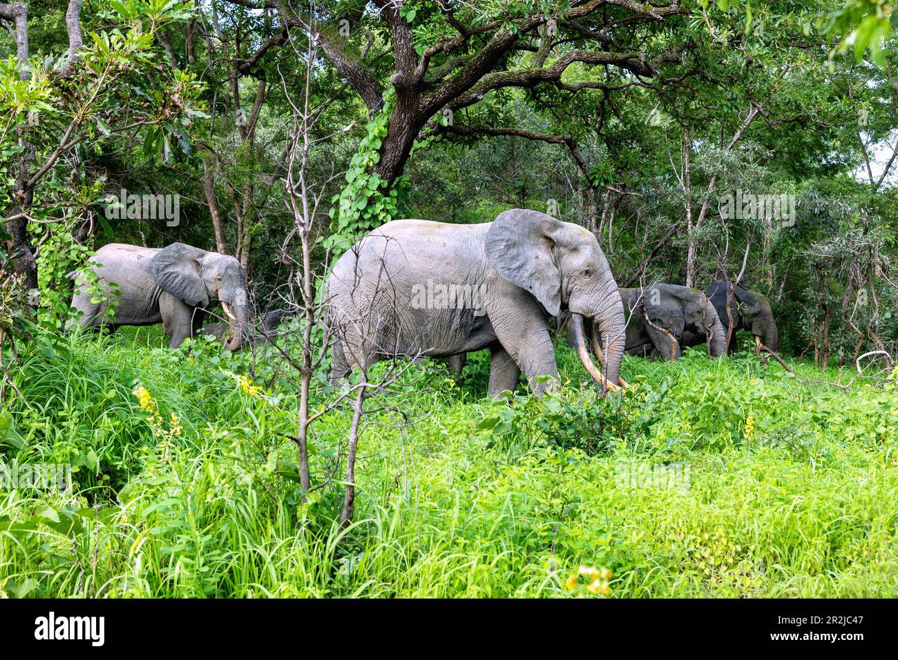 Elephants feeding in the bush in Mole National Park in the Savannah ...