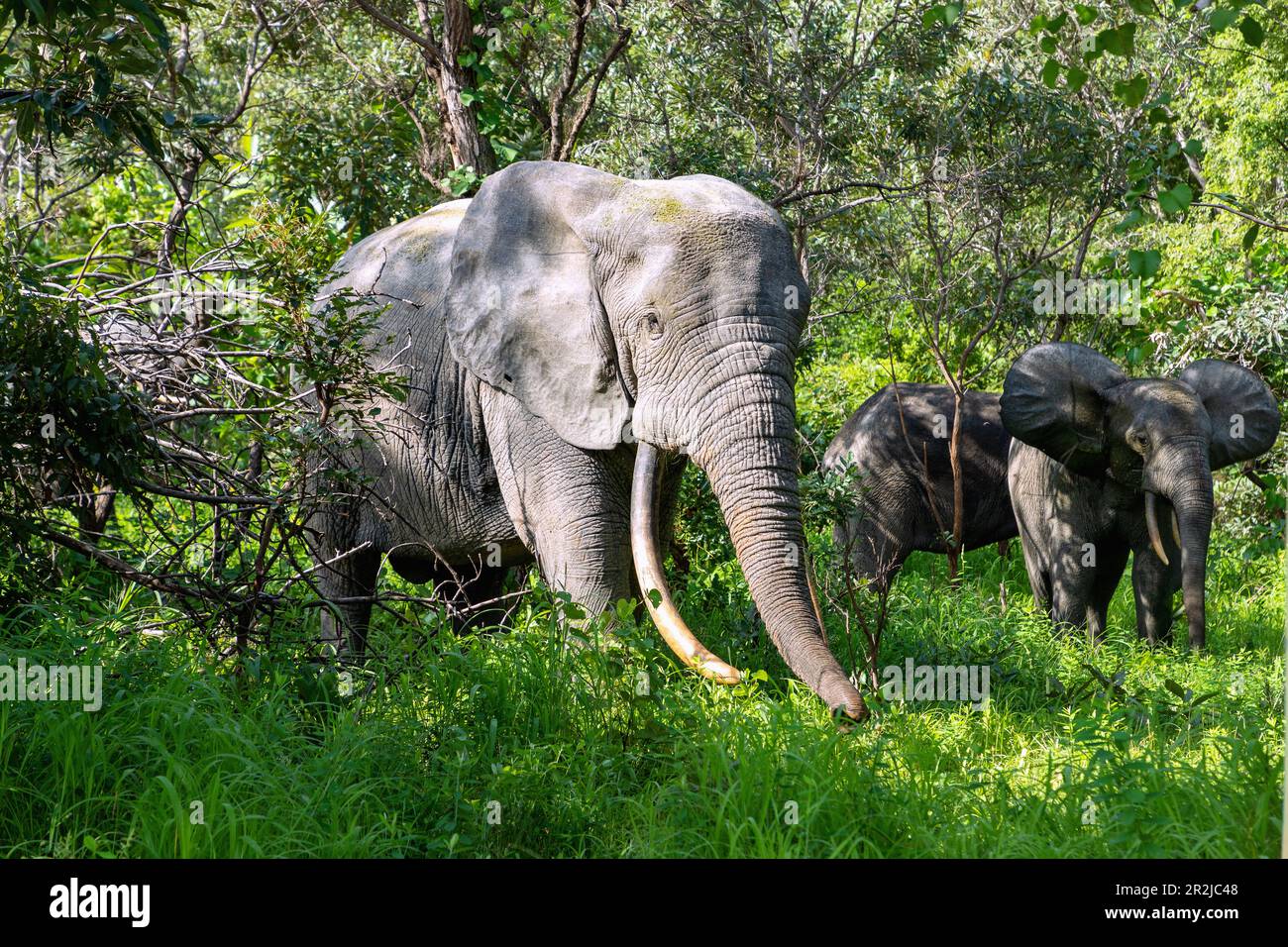 Elephants feeding in the bush in Mole National Park in the Savannah ...