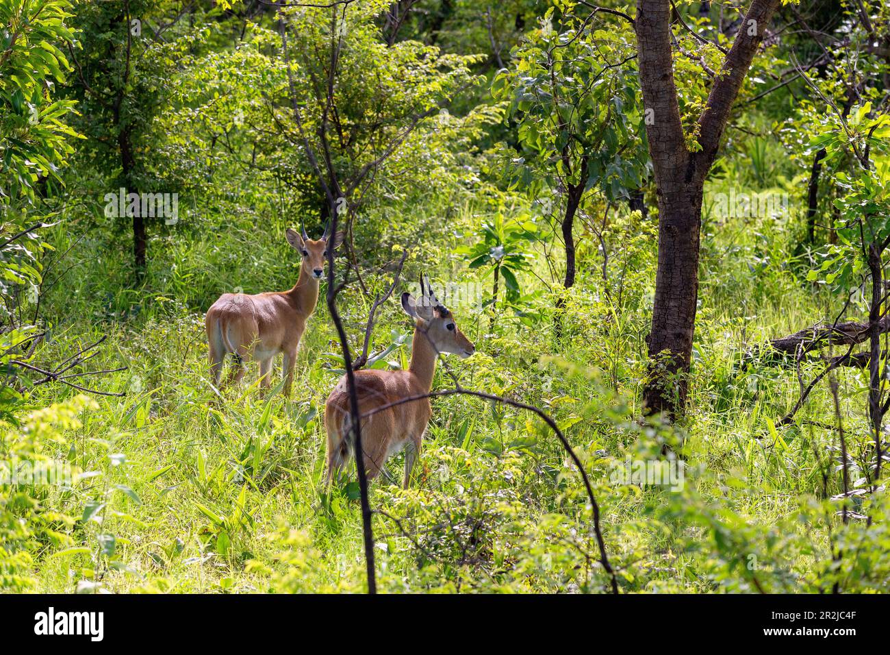 female bushbuck in the bush in Mole National Park in the Savannah ...