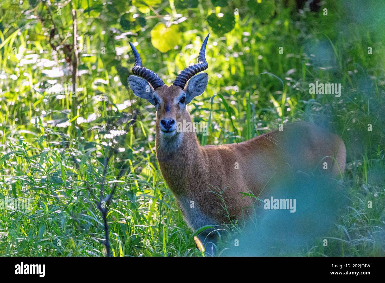male bushbuck in the bush in Mole National Park in the Savannah Region ...