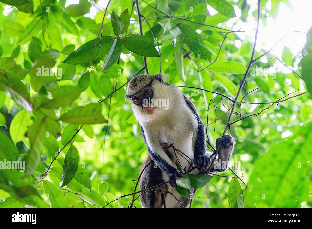 Mona Monkey at the Tafi Atome Monkey Sanctuary at Kpando in the Volta ...