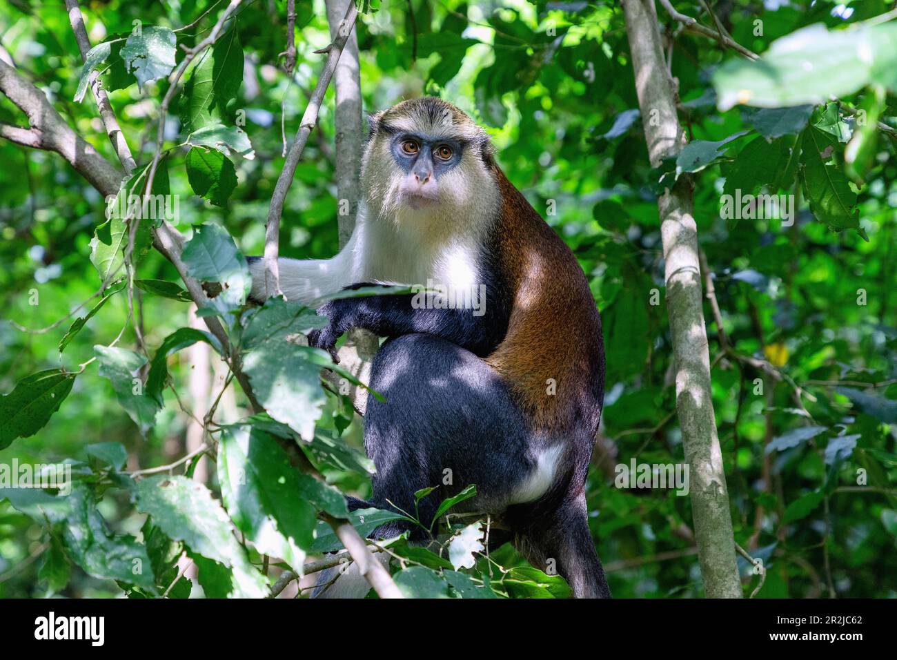Mona Monkey at the Tafi Atome Monkey Sanctuary at Kpando in the Volta ...